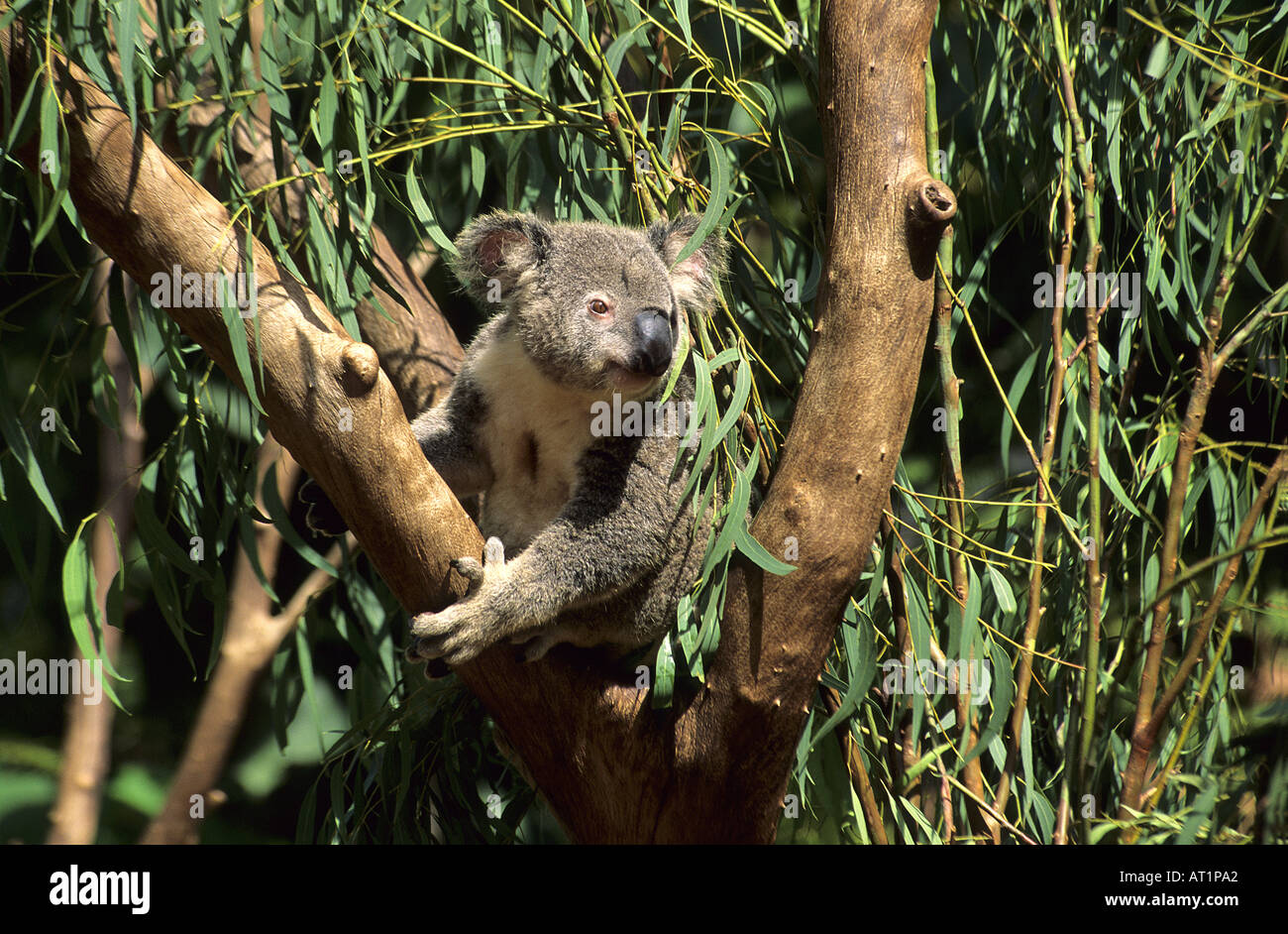 Koala Phascolarctos cinereus in eucalyptus tree Australia Stock Photo ...