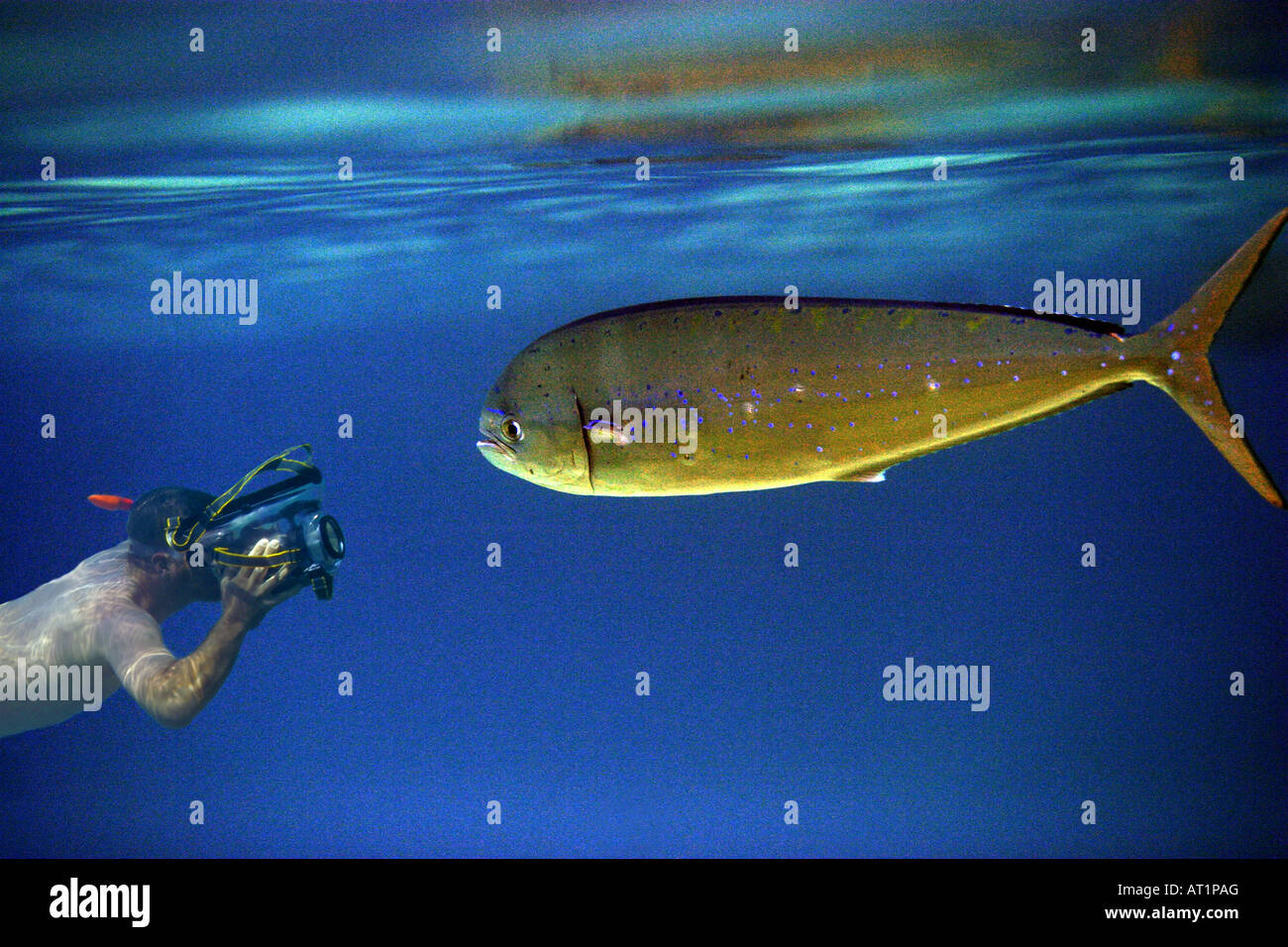 filming a dorado,digital composite Stock Photo - Alamy