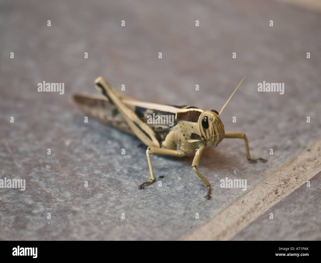 African grasshopper hi-res stock photography and images - Alamy