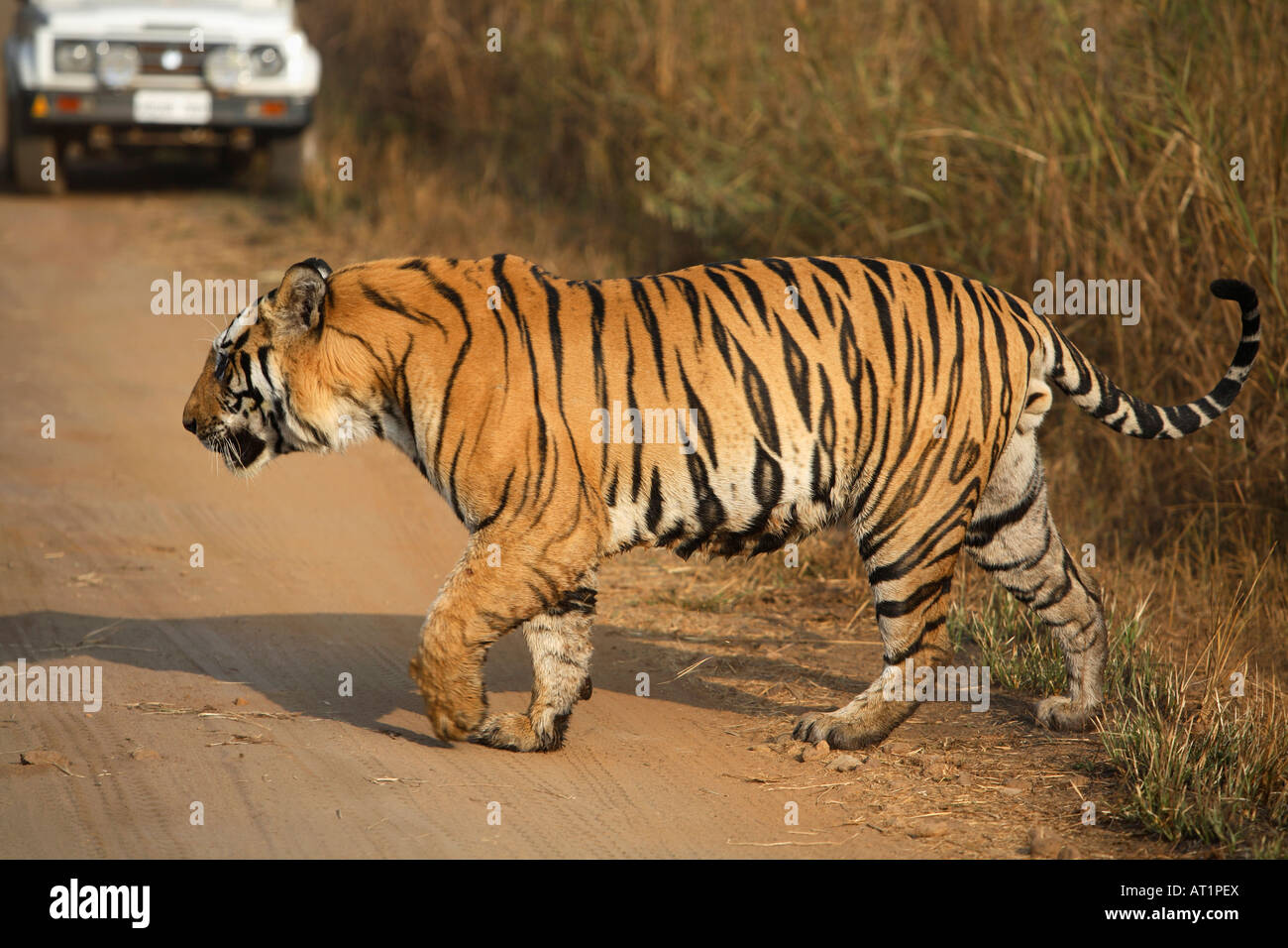 Tiger named B2 crossing road. Bandhavgarh National Park Madhya Pradesh ...