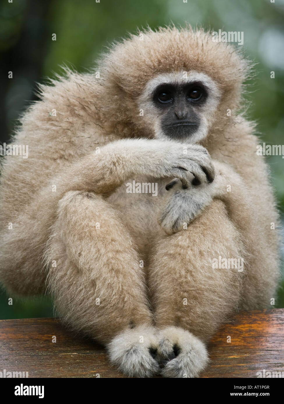 White Handed Gibbon Hylobates ape sitting Stock Photo - Alamy