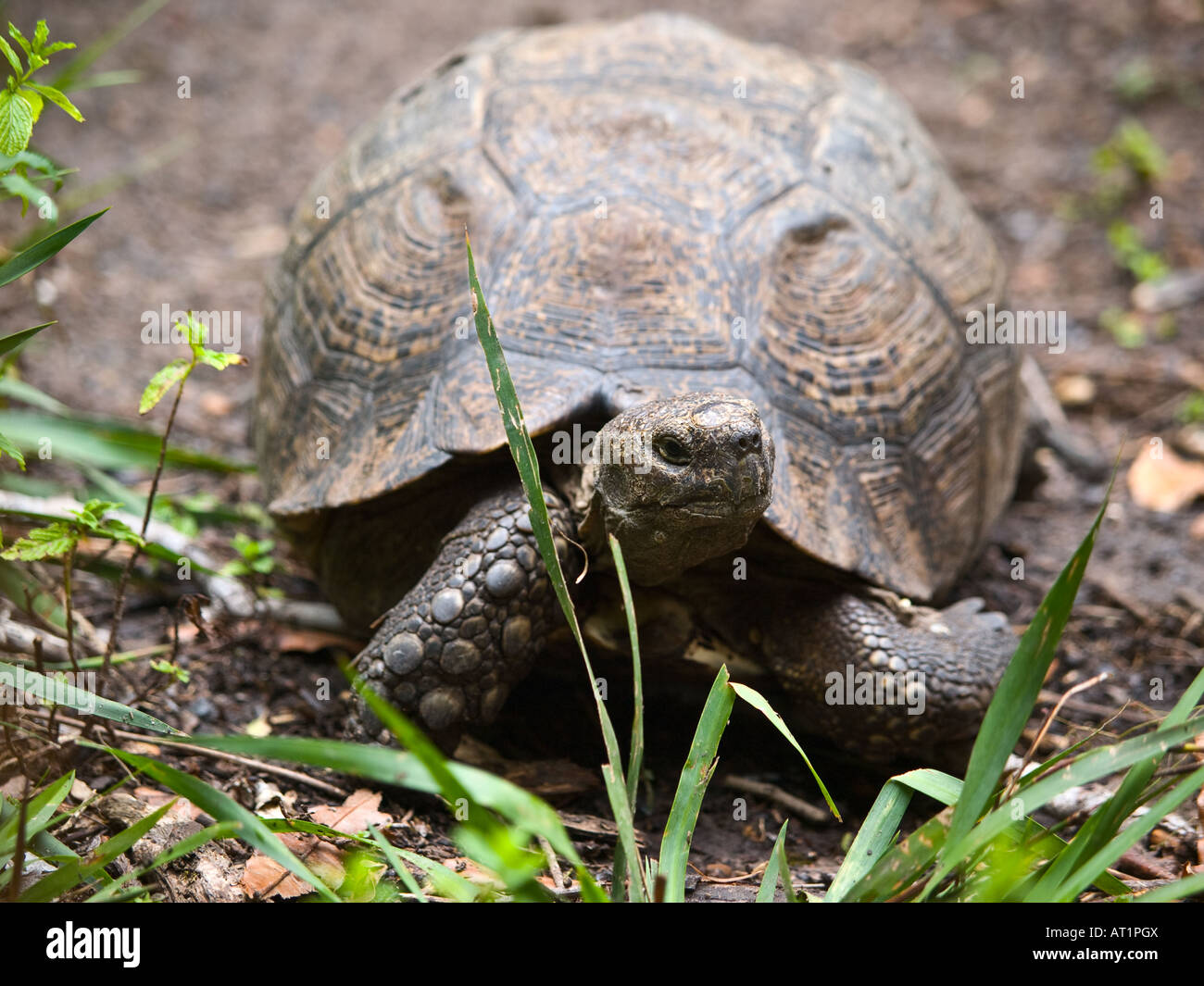 Padloper tortoise hi-res stock photography and images - Alamy