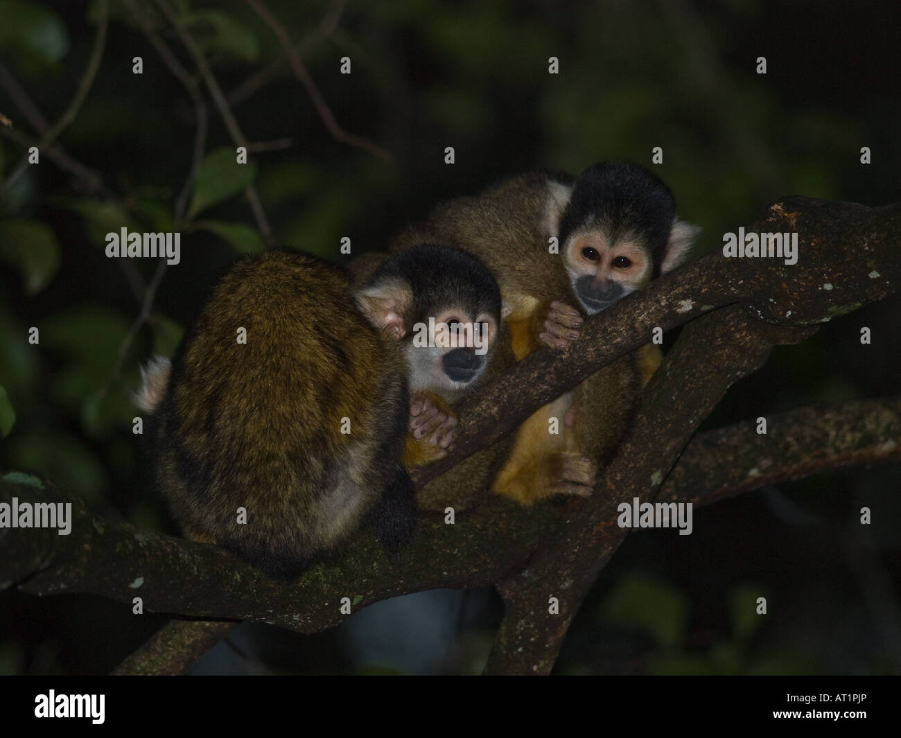 Capuchin Monkey's in a tree Stock Photo - Alamy