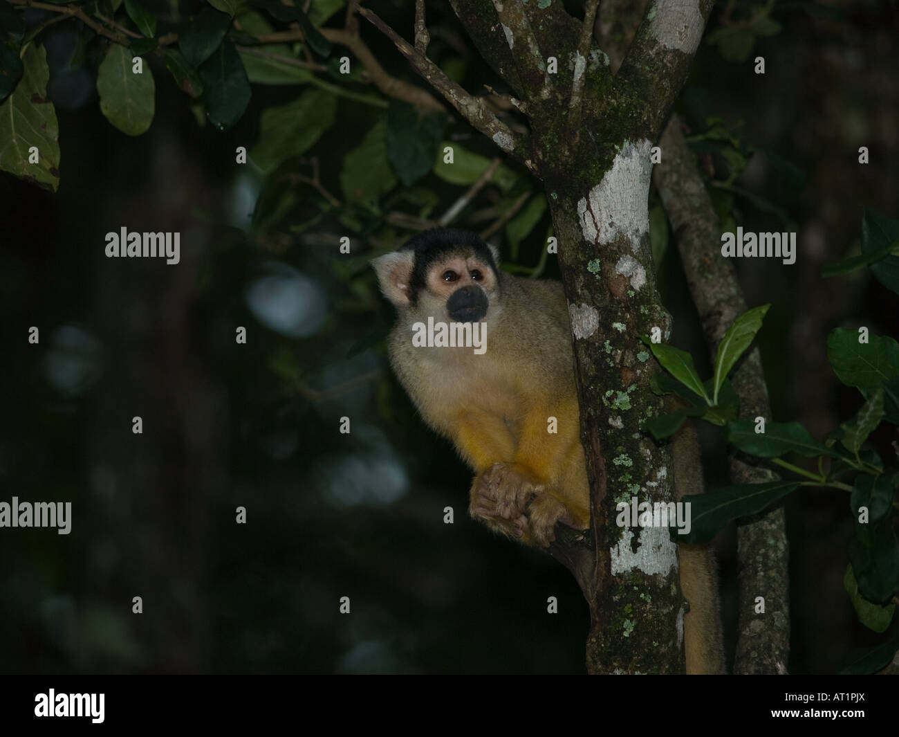 Capuchin Monkey in a tree Stock Photo - Alamy