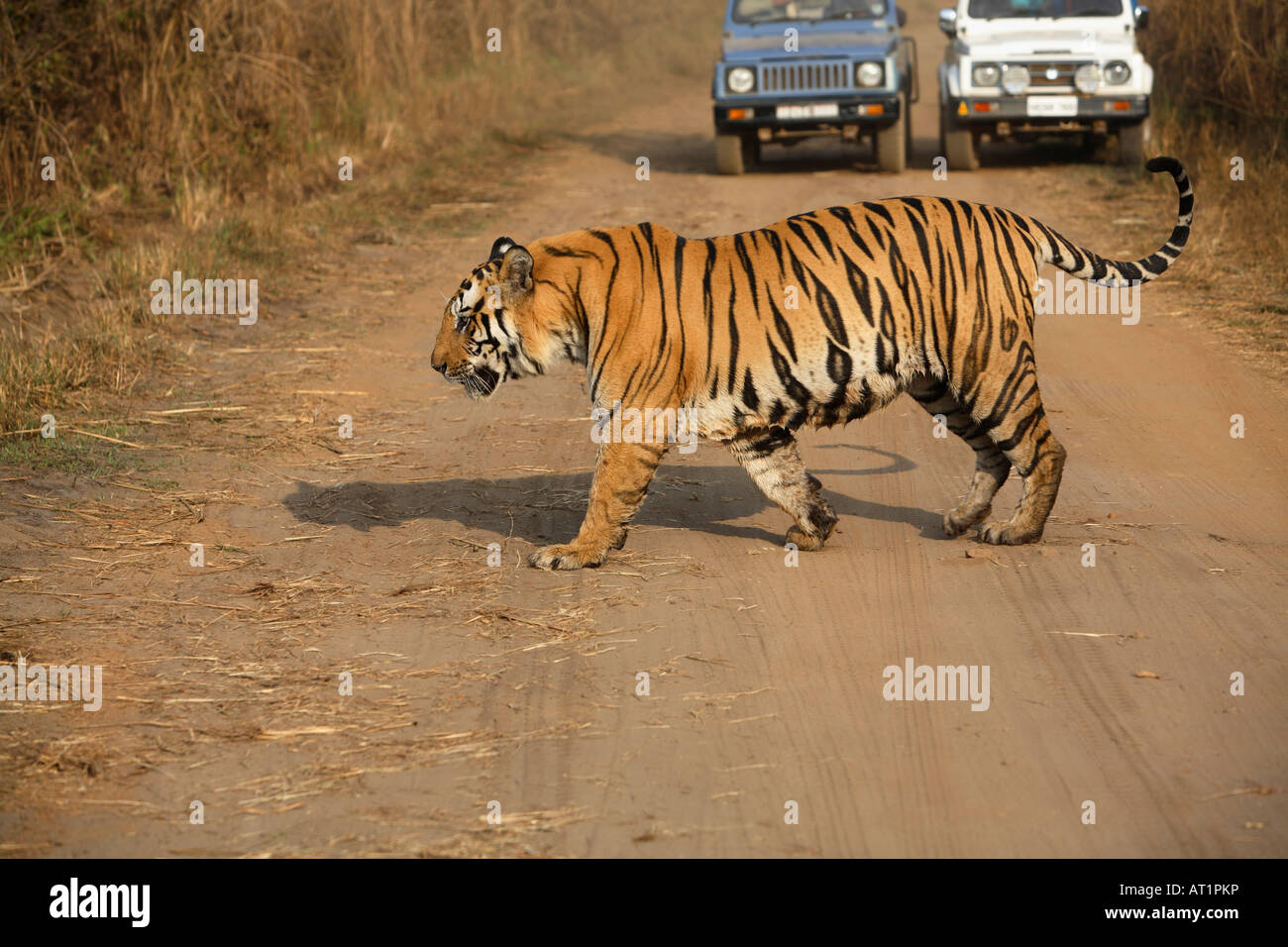 Tiger crossing the road hi-res stock photography and images - Alamy