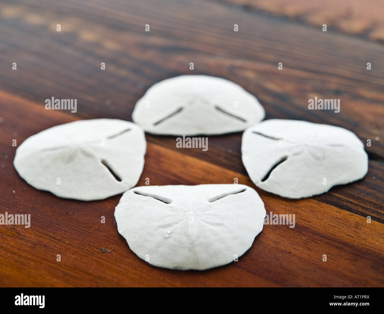Four Pansy shells from sea urchins decoratively arranged Stock Photo ...
