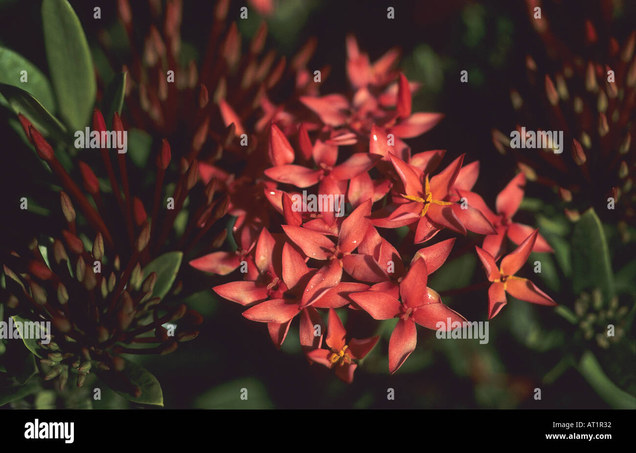 Plant of Dominican Republic Stock Photo - Alamy
