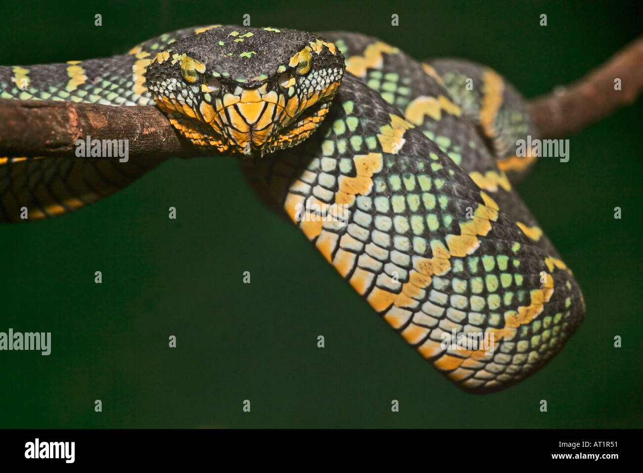 Tropical snake Malaysia Stock Photo - Alamy