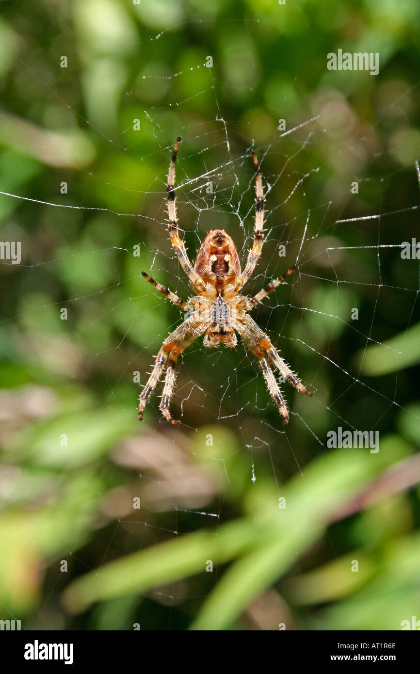 Garden spider UK Stock Photo - Alamy