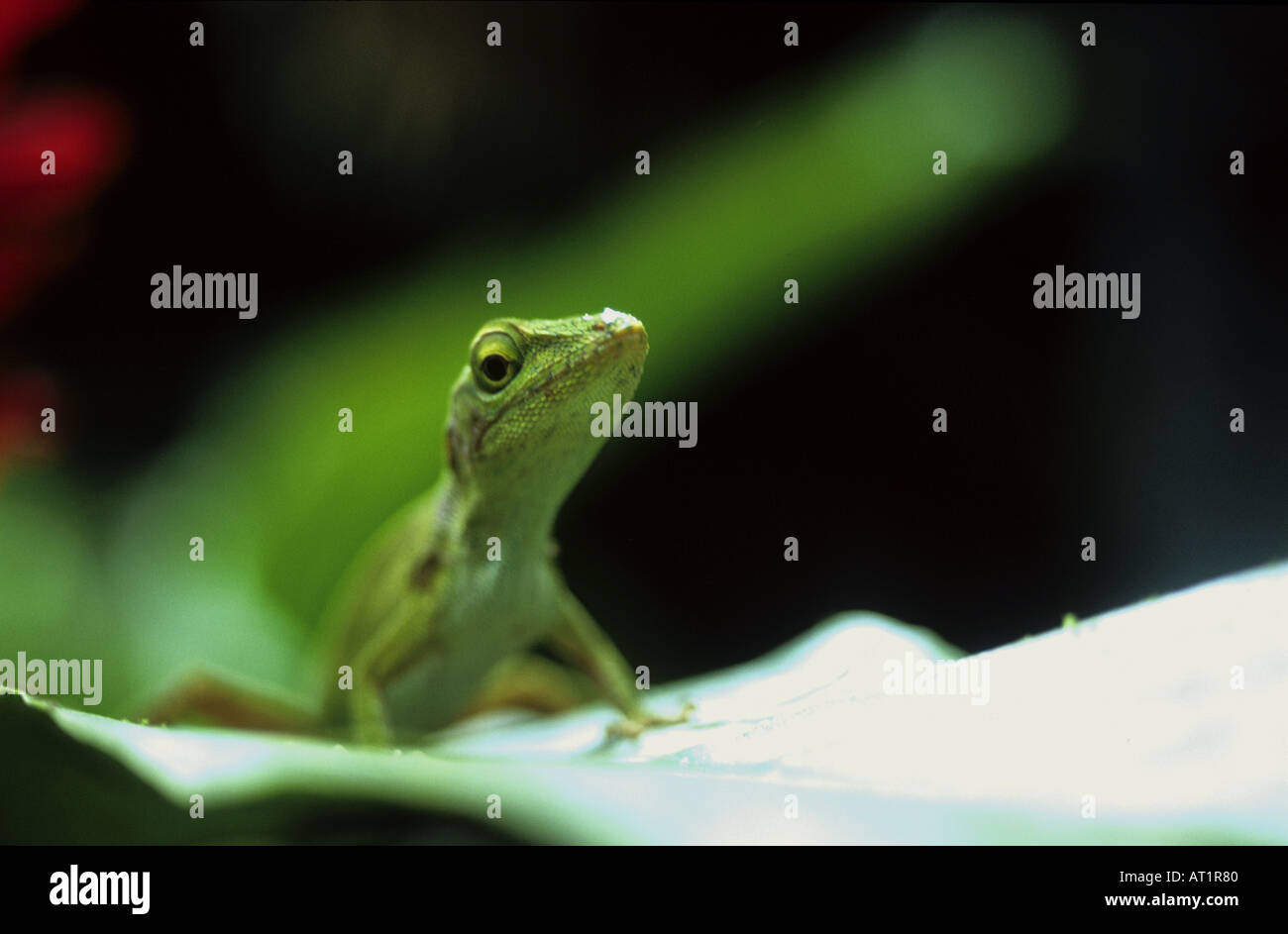 Lizard reptile Costa Rica Stock Photo - Alamy