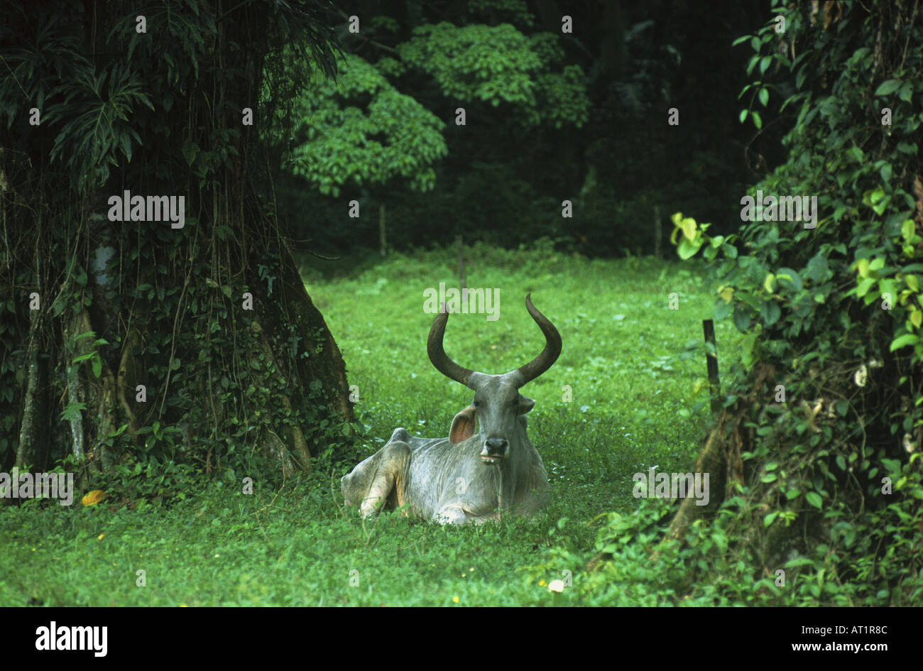 Typical Cow of Costa Rica Stock Photo - Alamy