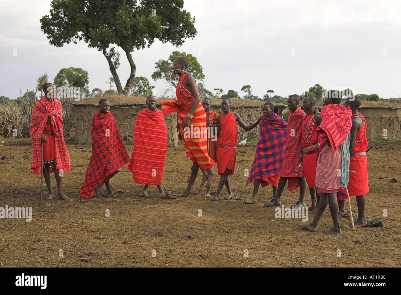 Maasai warriors holding jumping competition Masai Mara village Stock ...