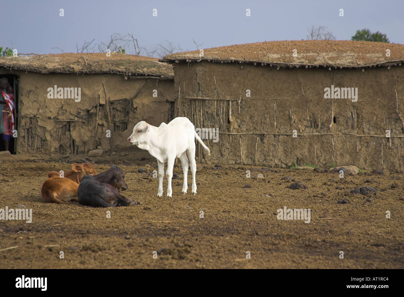 Maasai cattle in village Masai Mara Stock Photo - Alamy