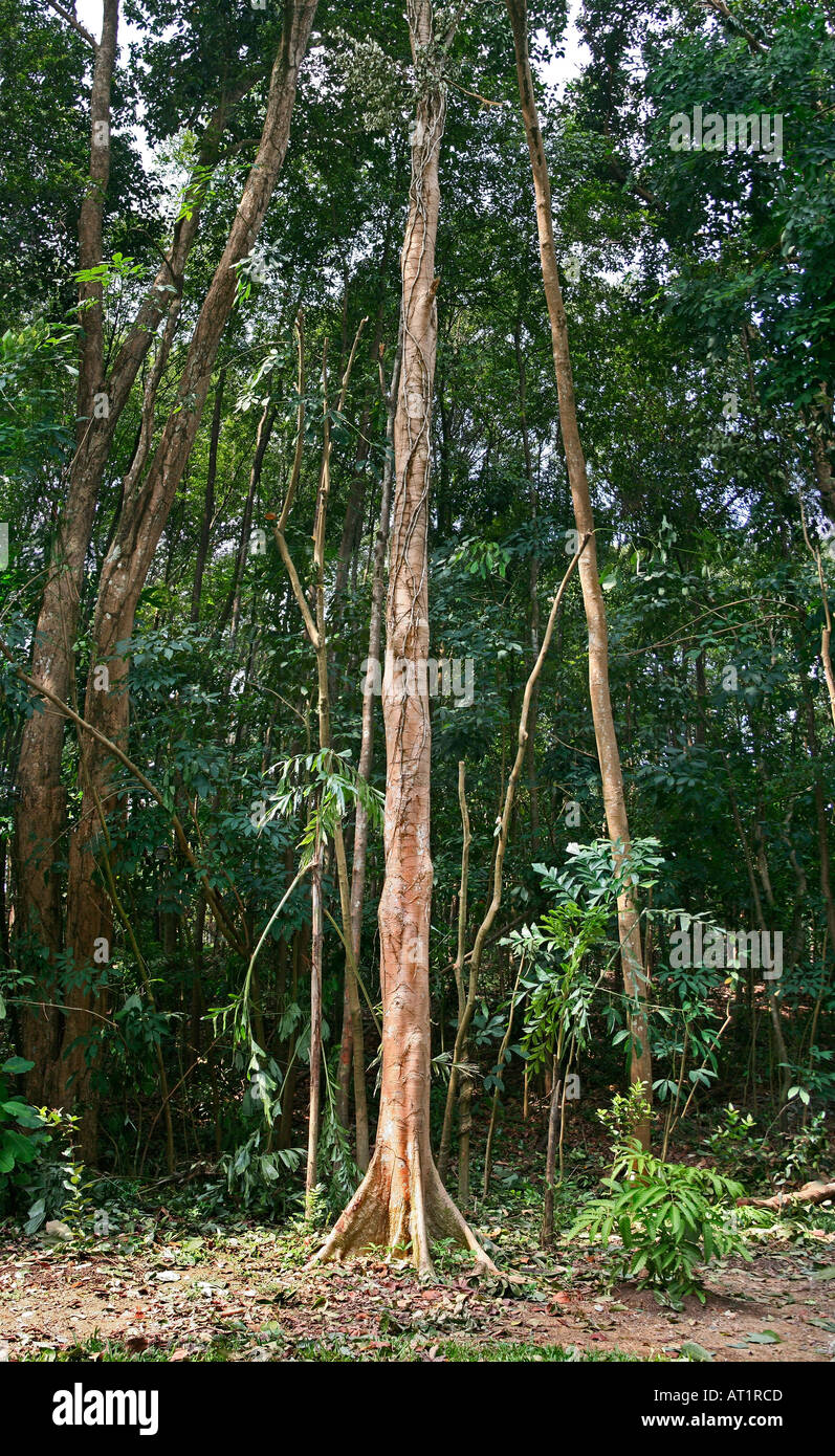 tall rainforest tree trunk Malaysia Stock Photo - Alamy
