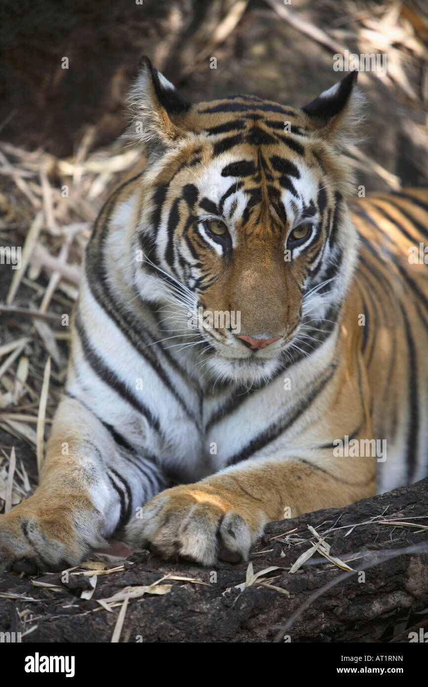 B2 Tiger High Resolution Stock Photography and Images - Alamy