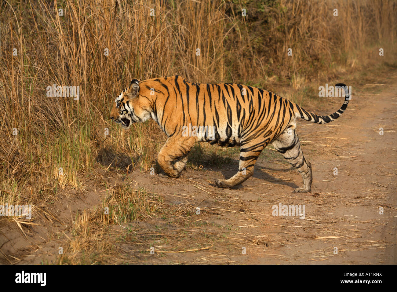 Tiger crossing the road hi-res stock photography and images - Alamy