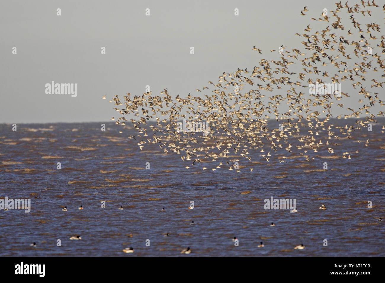 Flock of Knot flying over the wash Stock Photo - Alamy