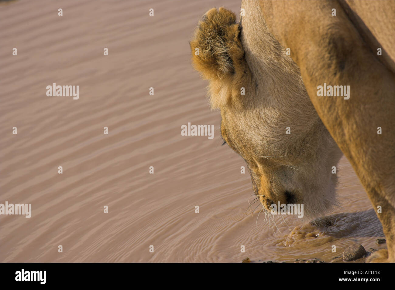 Lion lapping hi-res stock photography and images - Alamy