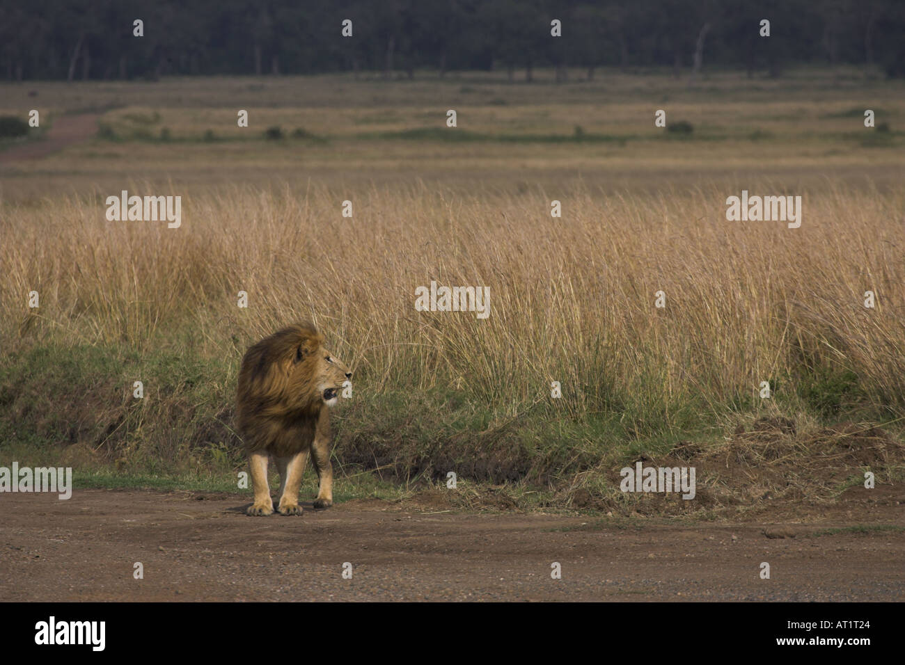 Lion Panthera leo mature adult male Stock Photo - Alamy