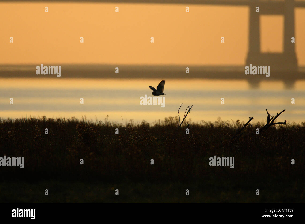 Short Eared Owl flying at sunset under severn Bridge Stock Photo - Alamy