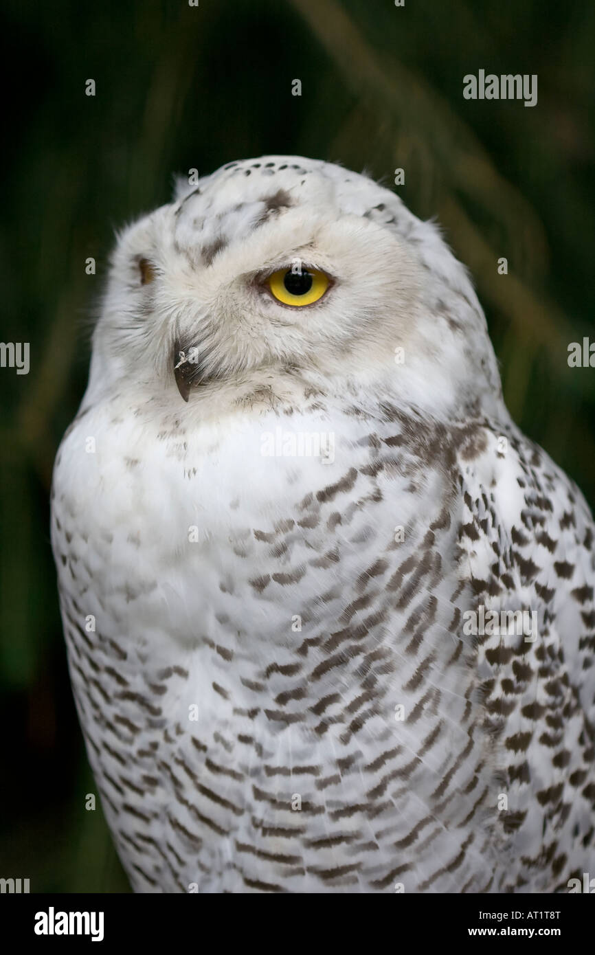Portrait of a Snowy Owl also known as Arctic Owl or Great White Owl ...