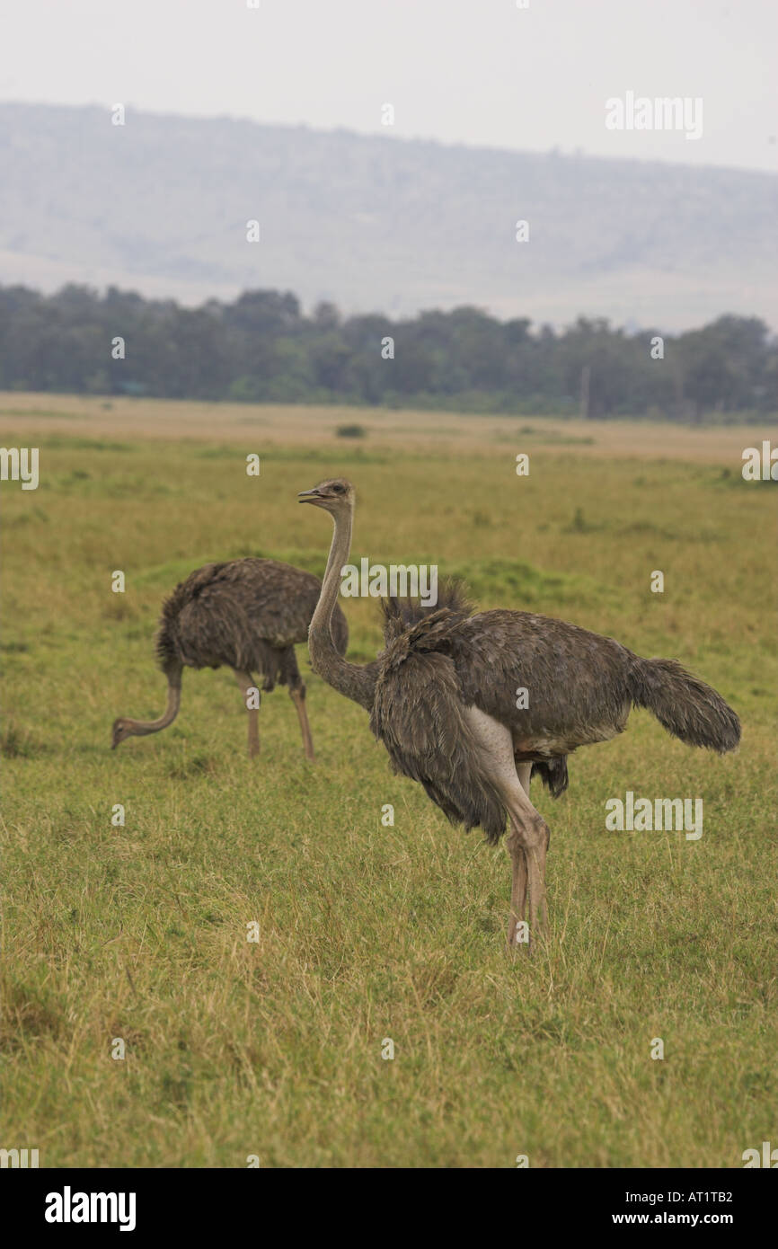 Two female common ostriches Struthio camelus Stock Photo - Alamy