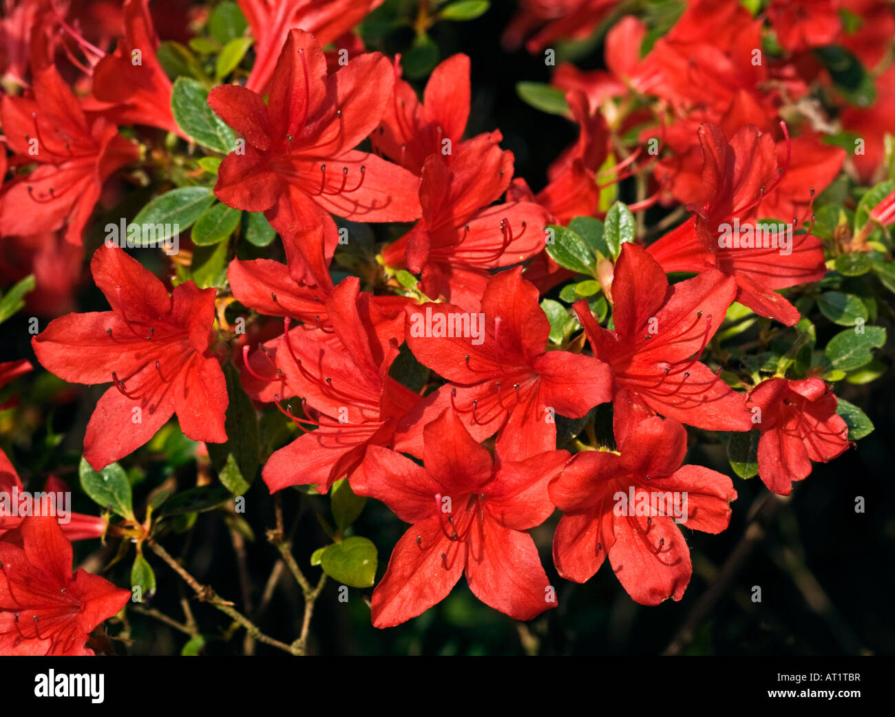 Showy azaleas hi-res stock photography and images - Alamy