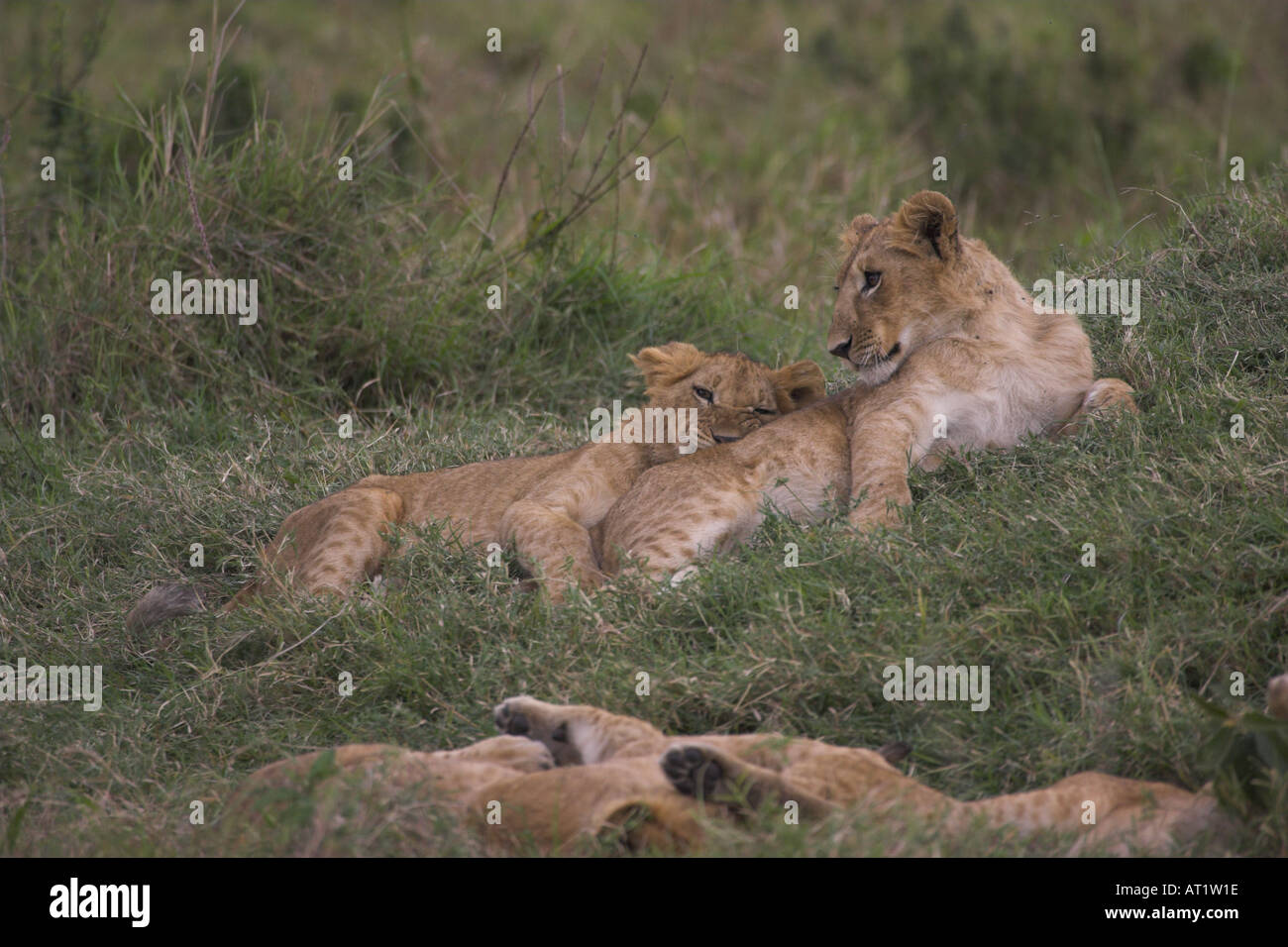 Lion cubs Panthera leo Stock Photo - Alamy