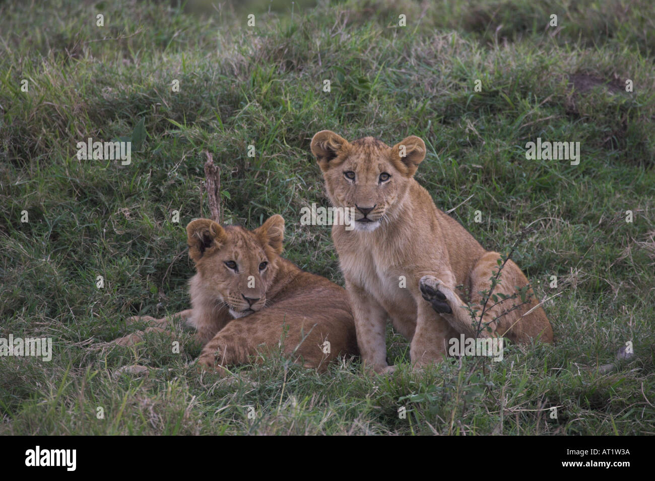 Boy lion cub hi-res stock photography and images - Alamy