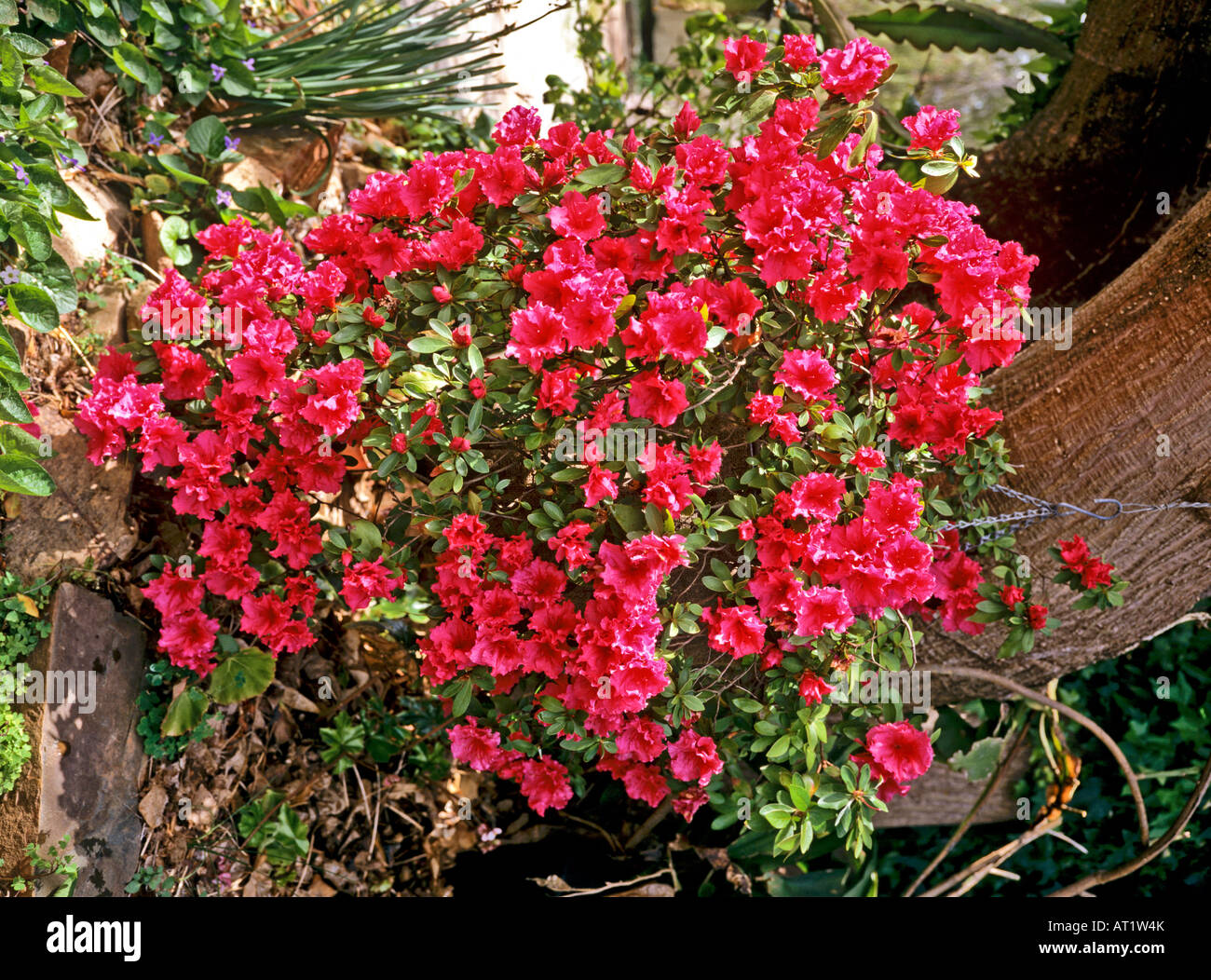Western azaleas hi-res stock photography and images - Alamy