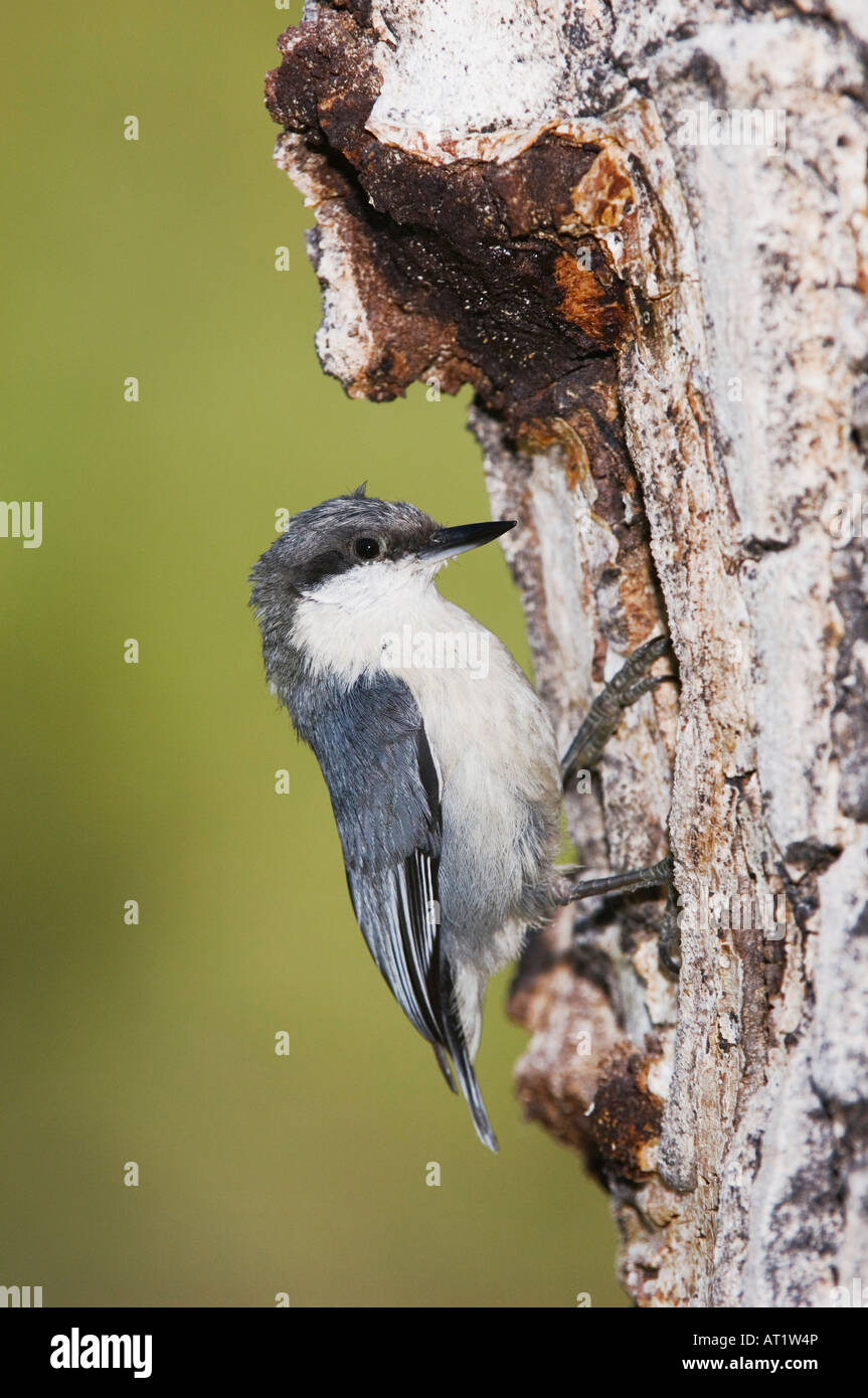 Pygmy Nuthatch Sitta pygmaea adult climbing on pine tree Rocky Mountain ...