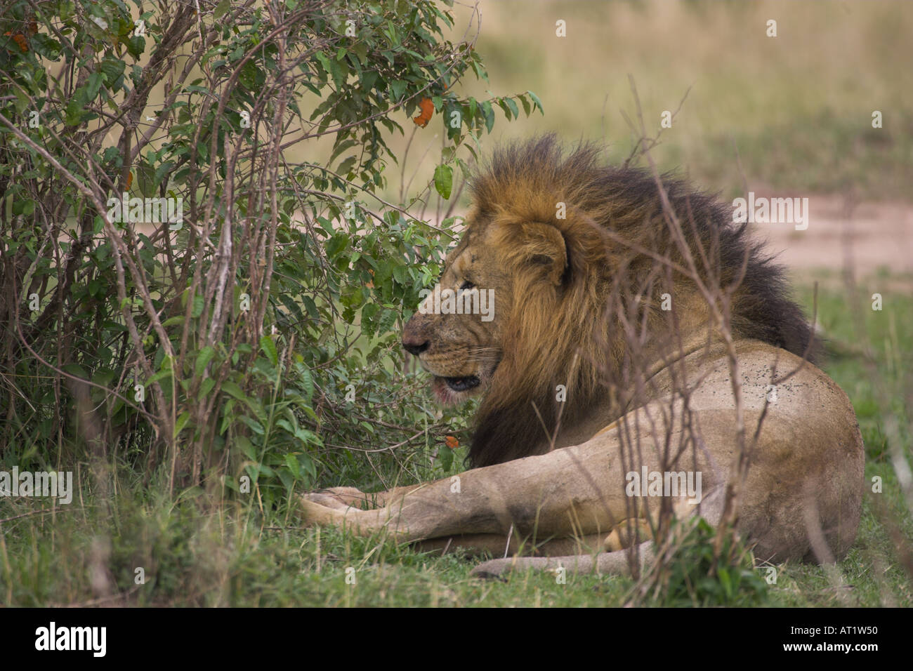 Mature adult male Lion Panthera leo Stock Photo - Alamy