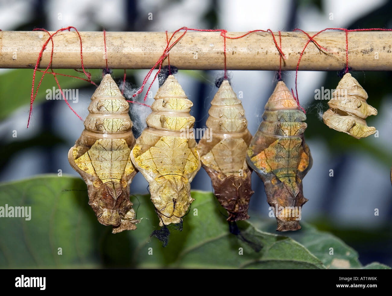 Monarch butterfly with cocoons hi-res stock photography and images - Alamy
