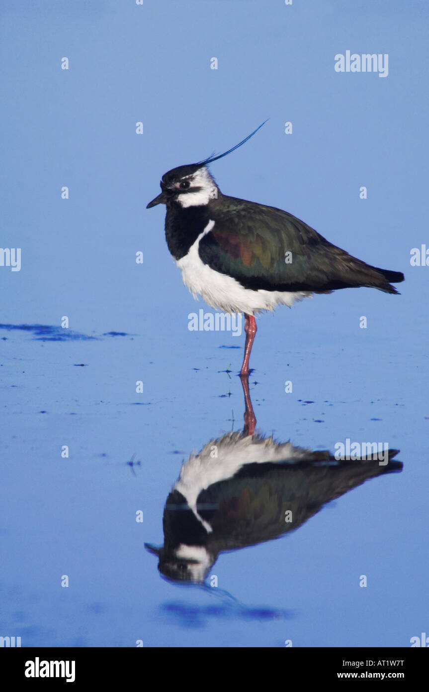 Crested lapwing hi-res stock photography and images - Alamy