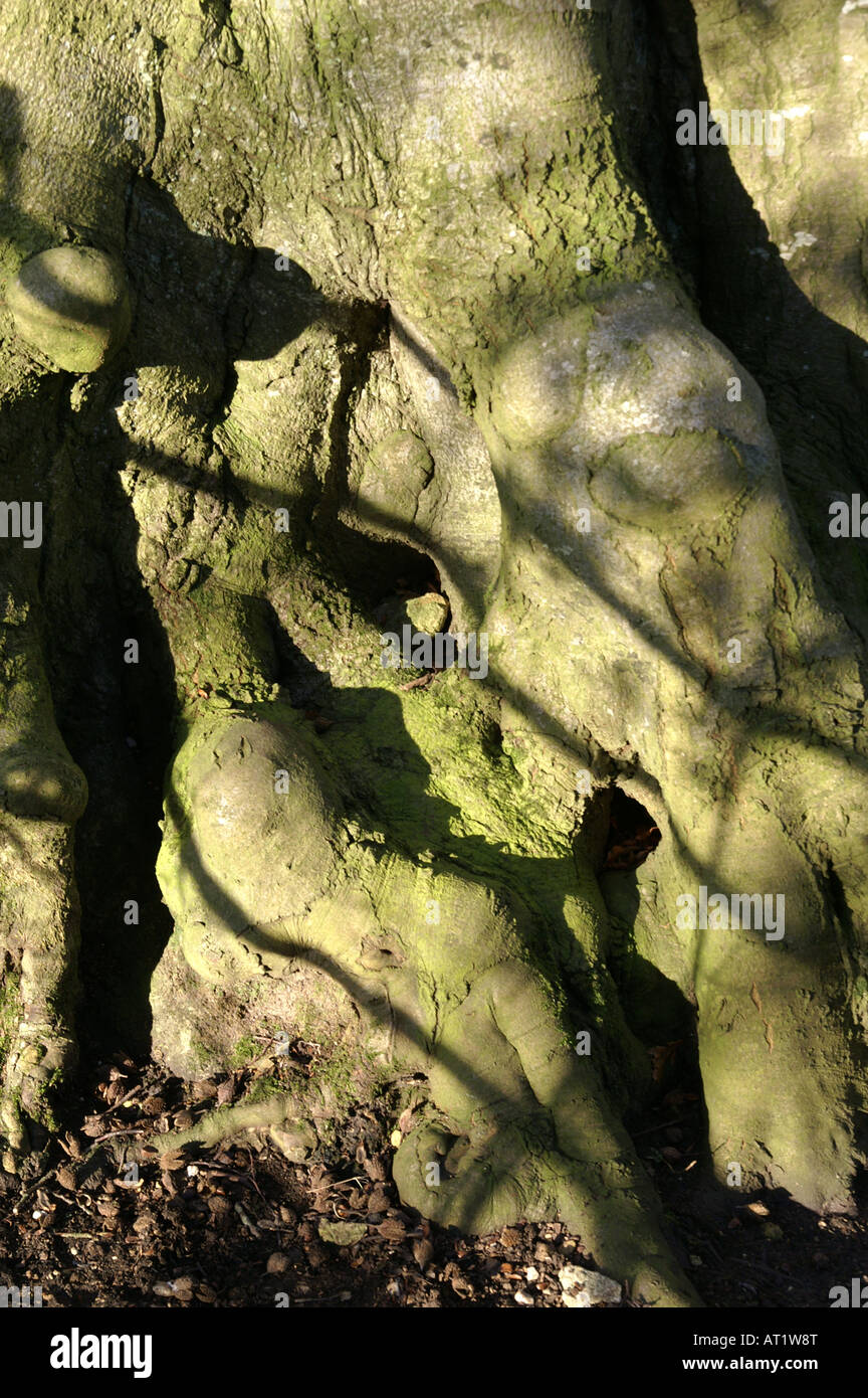 Green Mossy Tree roots Stock Photo - Alamy