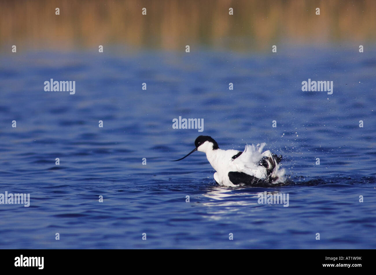 Pied Avocet Recurvirostra avosetta adult bathing National Park Lake ...