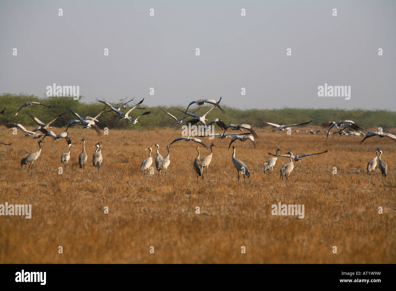 Common crane velavadar hi-res stock photography and images - Alamy