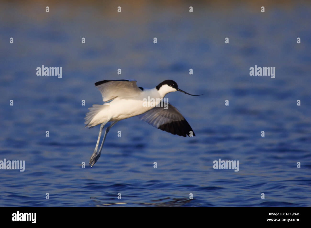 Avocet in april hi-res stock photography and images - Alamy