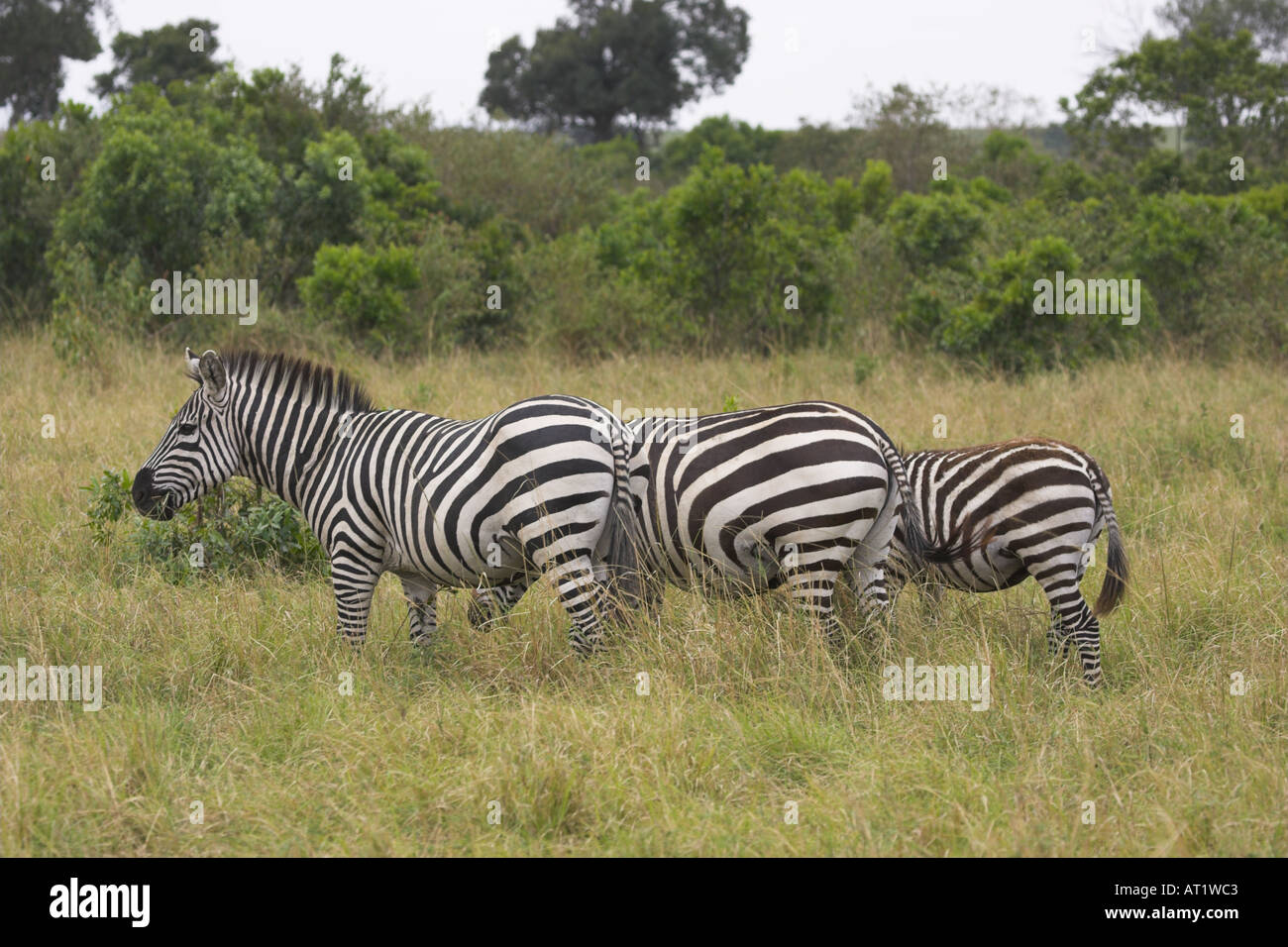 Striped zebra bottom hi-res stock photography and images - Alamy