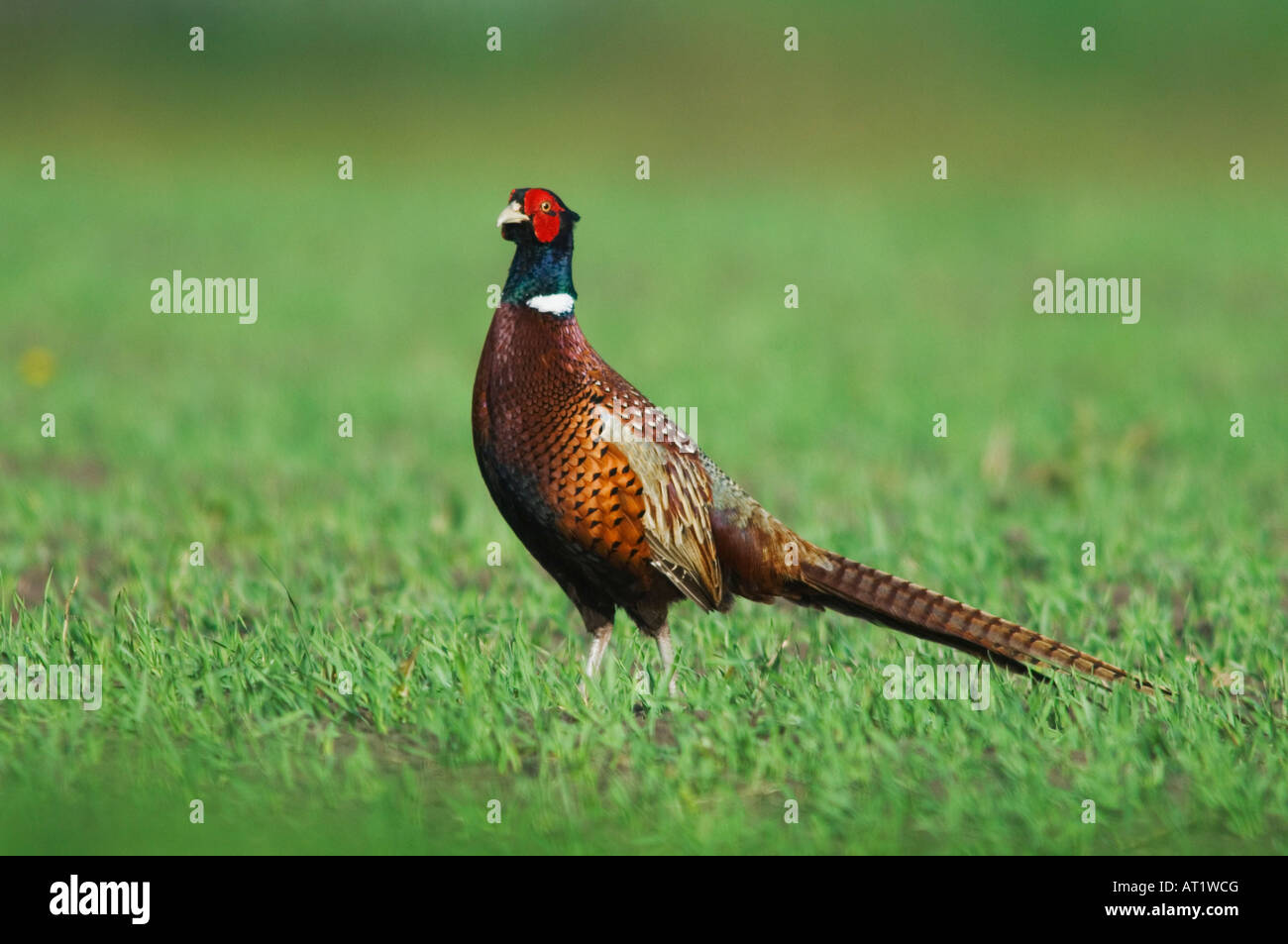 Ring-necked Pheasant Phasianus colchicus male National Park Lake ...