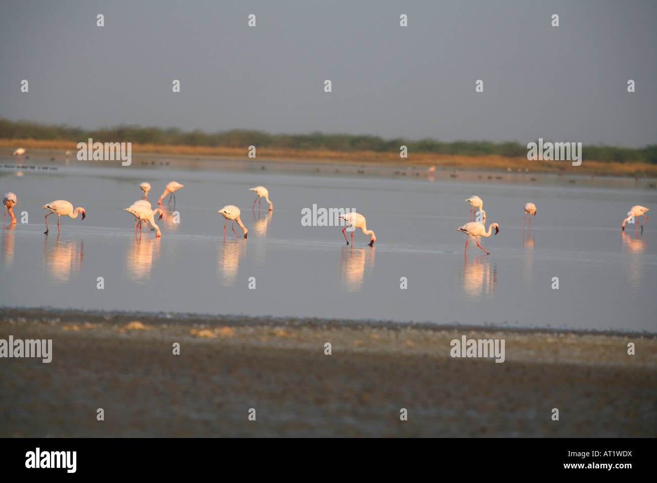Lesser Flamingos, Phoeniconaias minor, at Gujrat, India Stock Photo - Alamy