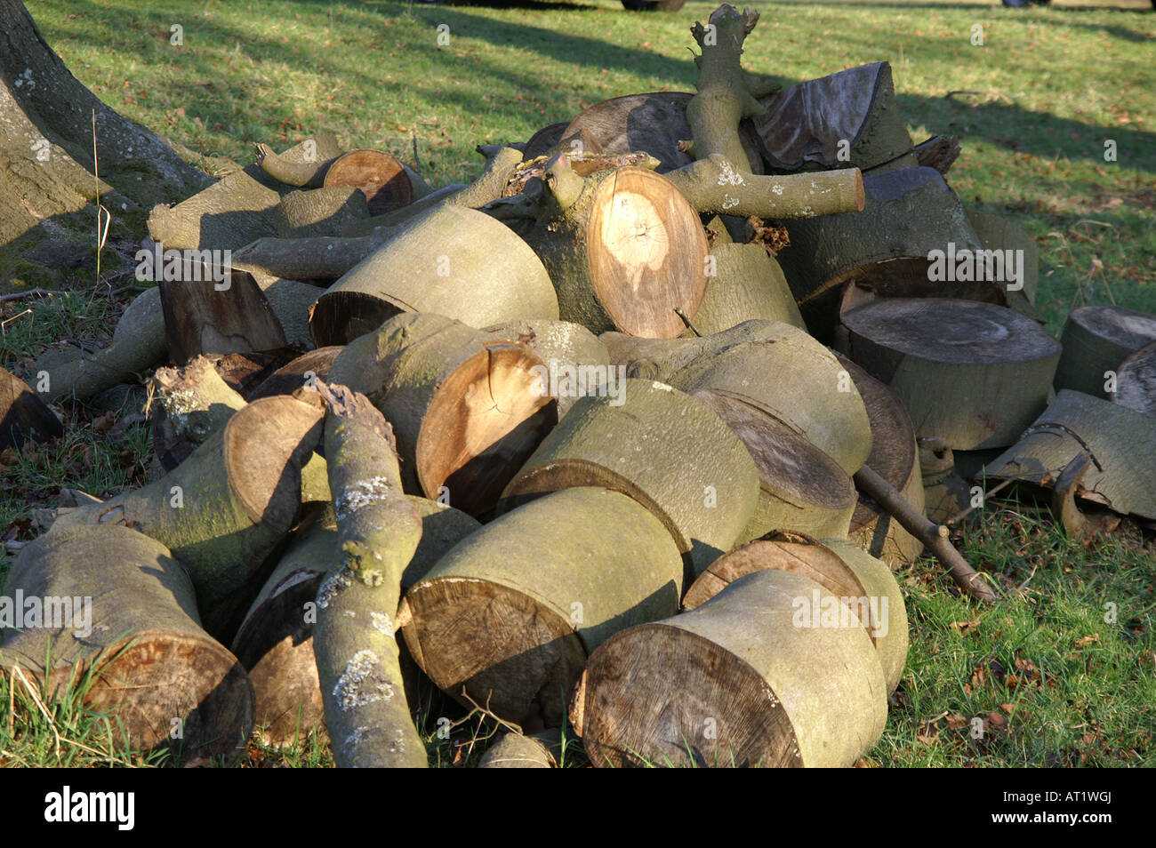 Wood pile forestry timber hi-res stock photography and images - Alamy