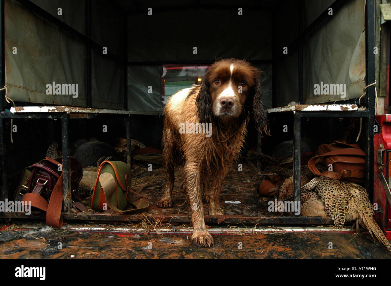 A muddy Springer Spaniel hitches a lift on a day's shoot in Devon Stock ...