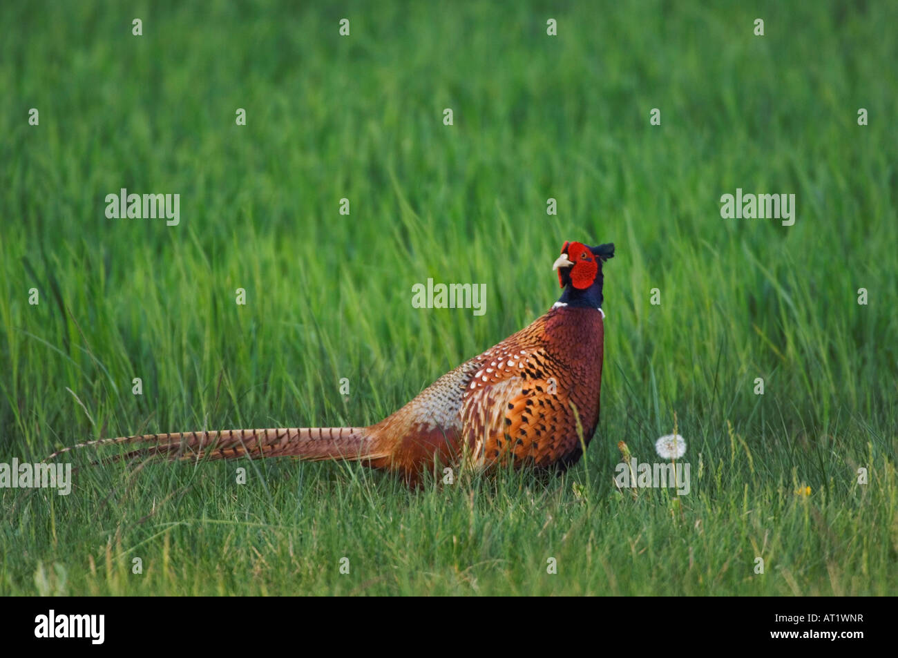 Ring-necked Pheasant Phasianus colchicus male National Park Lake ...