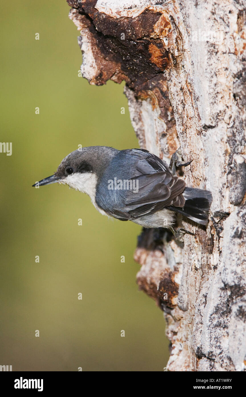 Pygmy nuthatches hi-res stock photography and images - Alamy