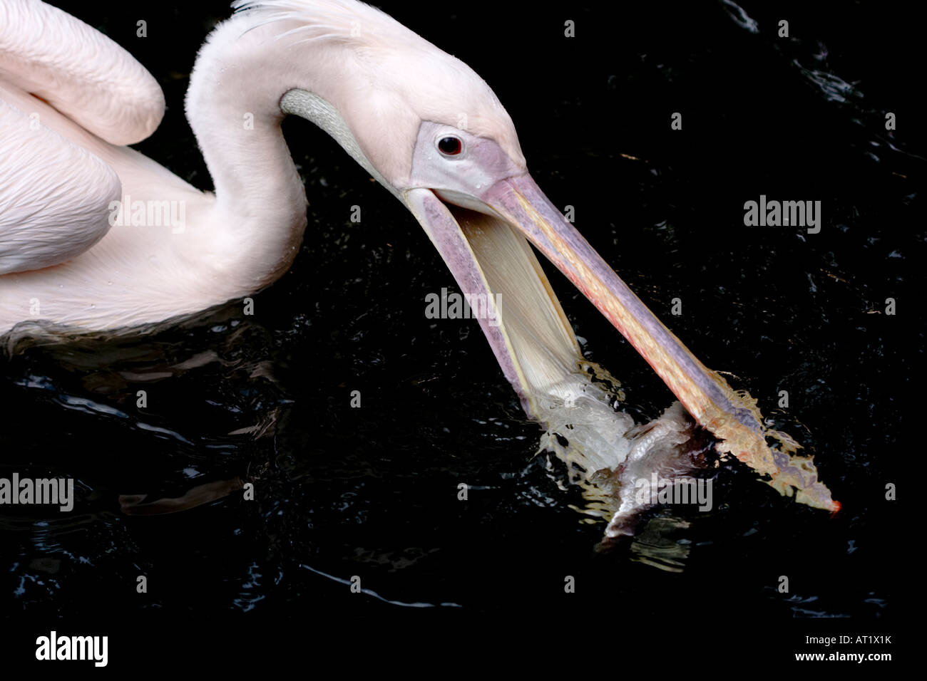 Catching fish in pouch hi-res stock photography and images - Alamy