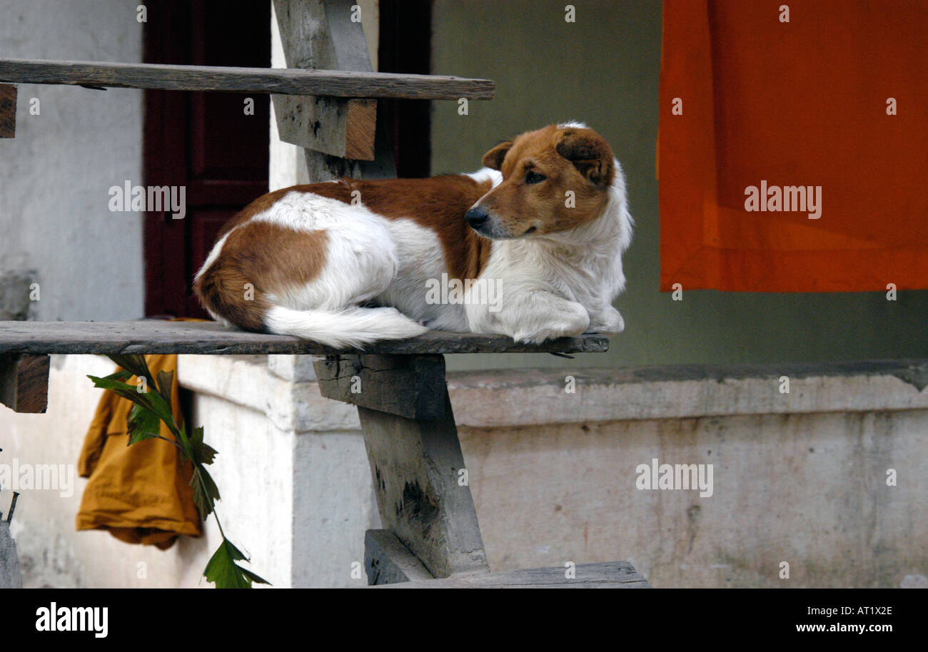 Dog at Wat Sok Pa Luang, Vientiane, Laos Stock Photo - Alamy