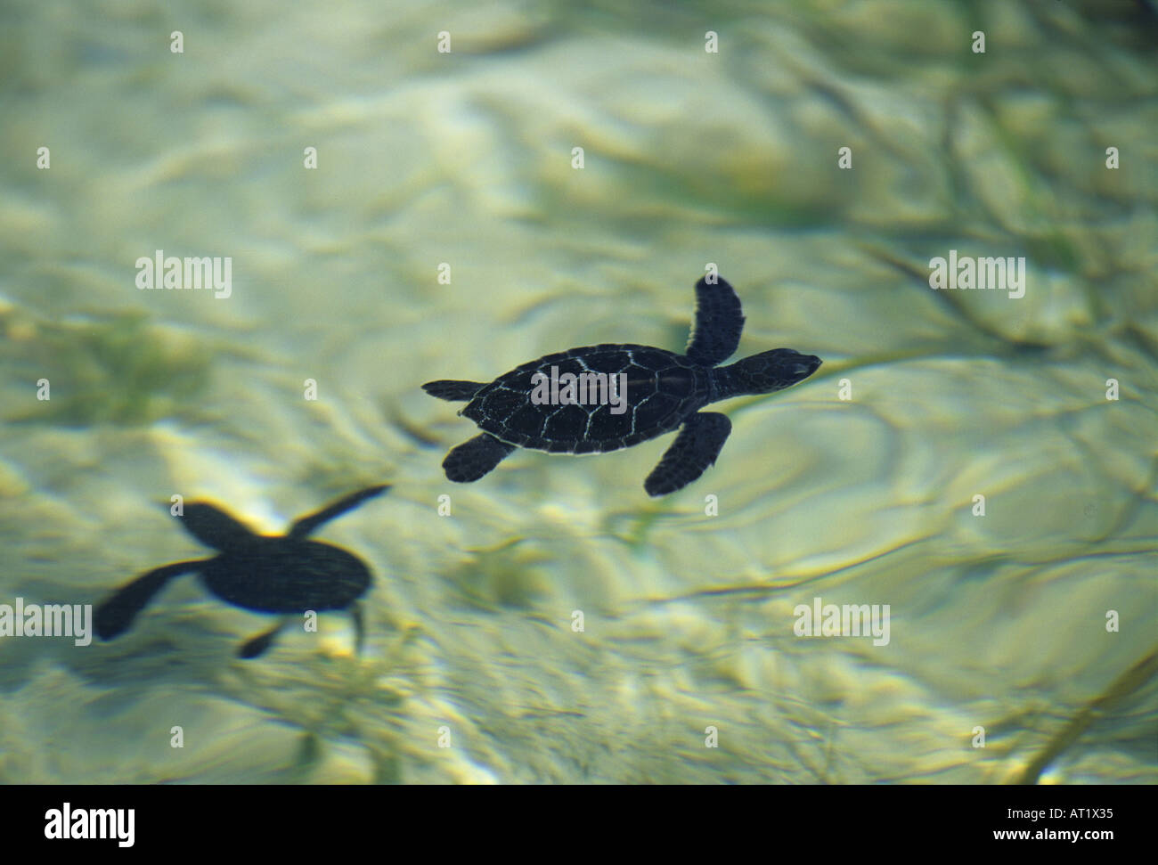 Turtles limbs hi-res stock photography and images - Alamy