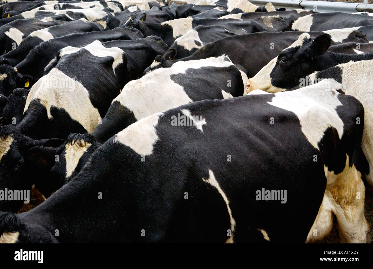 Herd of Friesian cows on dairy farm at Whitland Carmarthenshire Wales ...