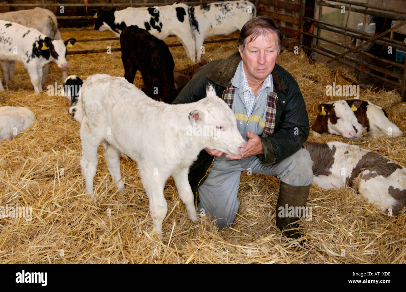 Dairy farmer with his calves in straw covered stall on farm near ...